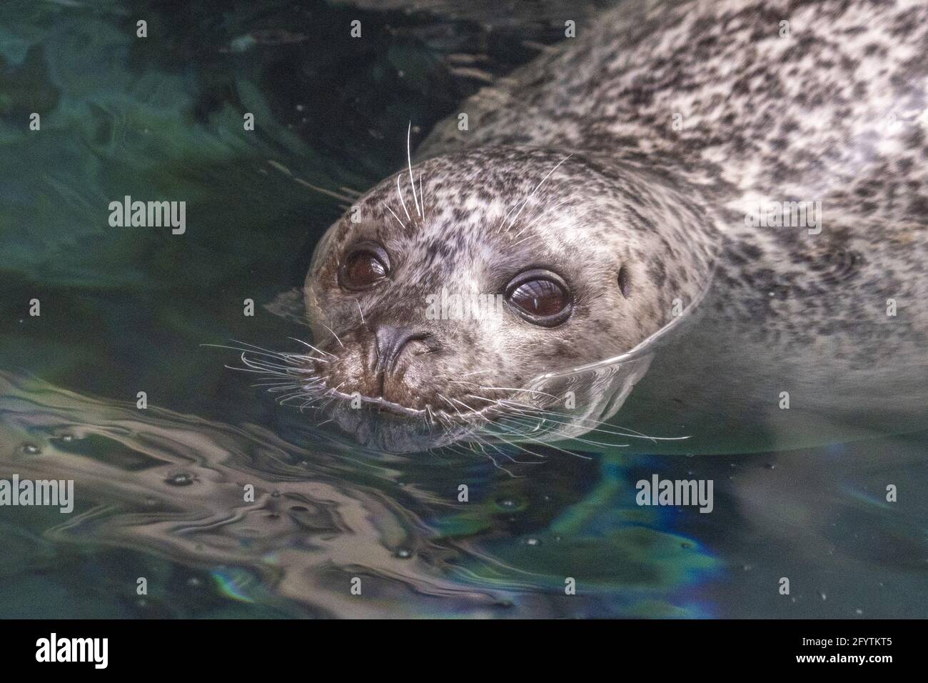 Seal looking at you hi-res stock photography and images - Alamy