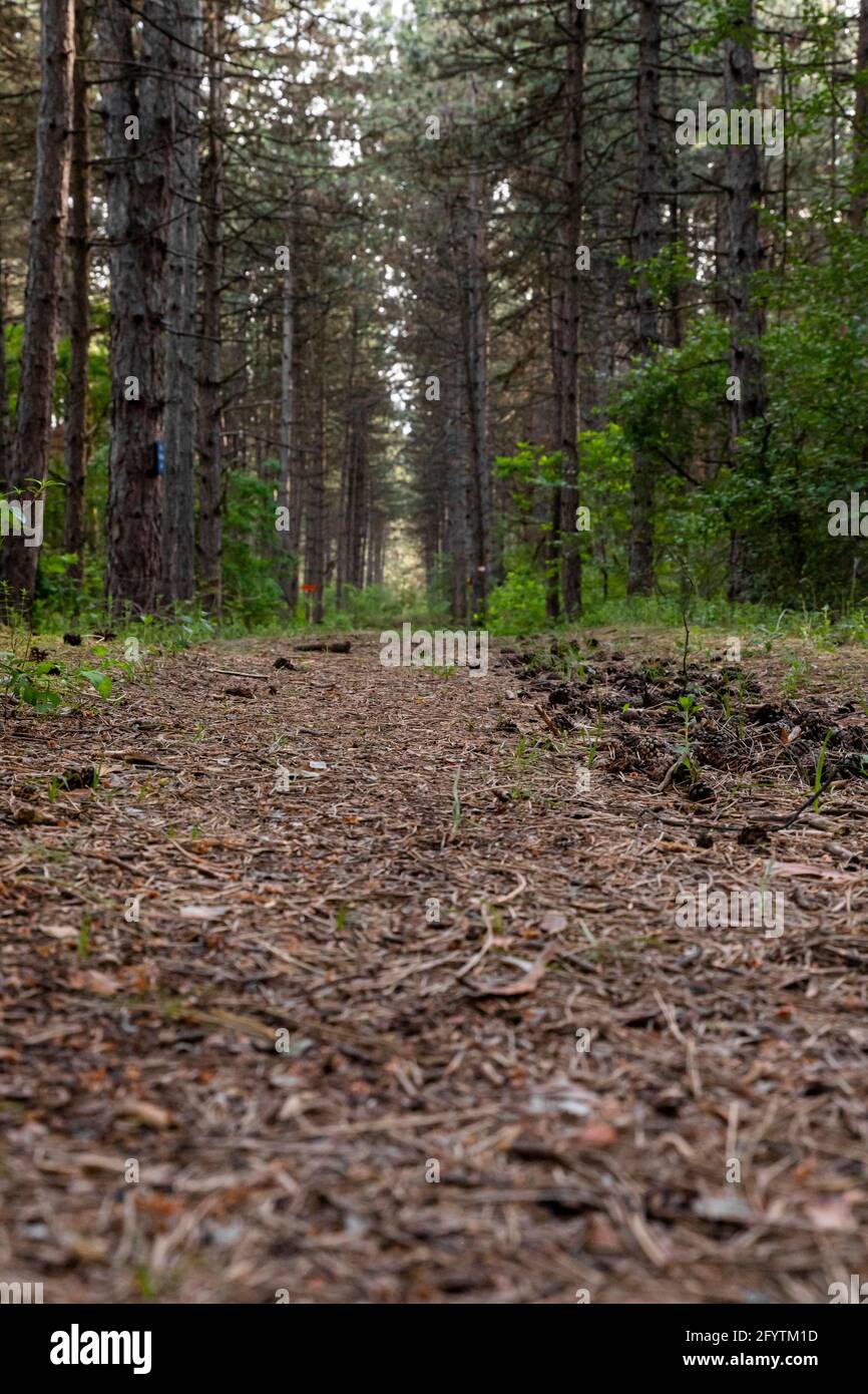 Hiking trail and trees in the forest Stock Photo - Alamy