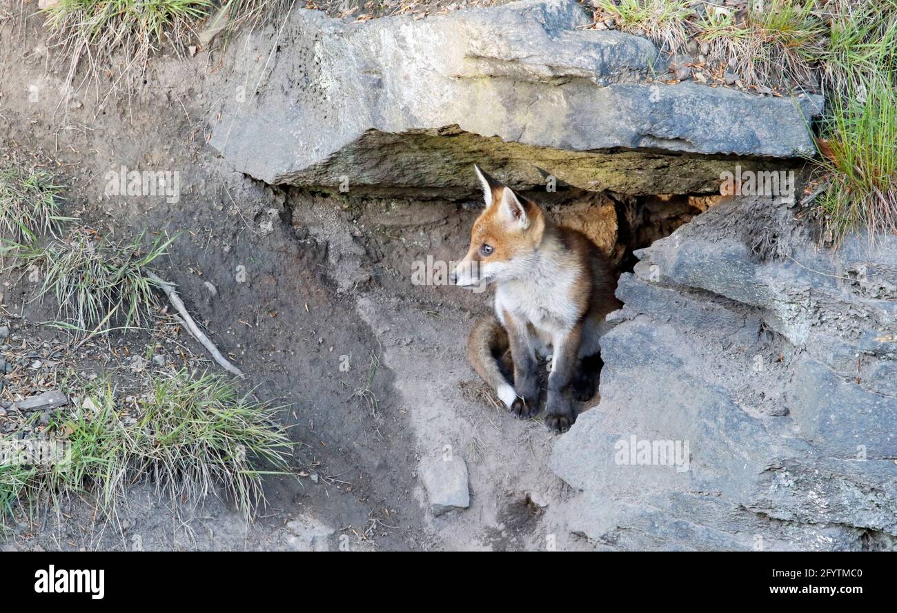 Red fox cubs den hi-res stock photography and images - Alamy