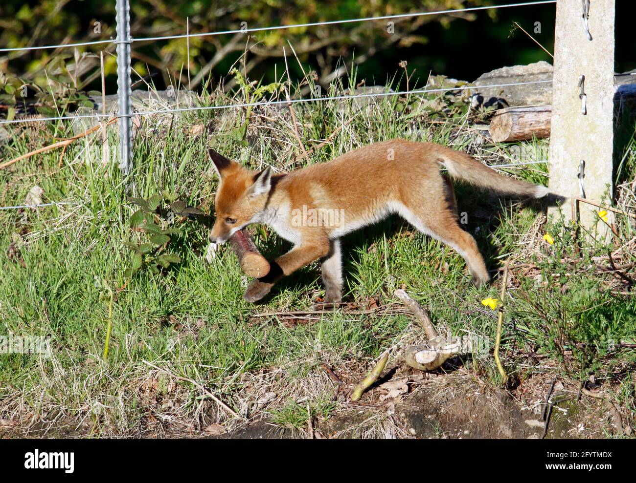 Fox cubs playing and exploring near the den Stock Photo - Alamy