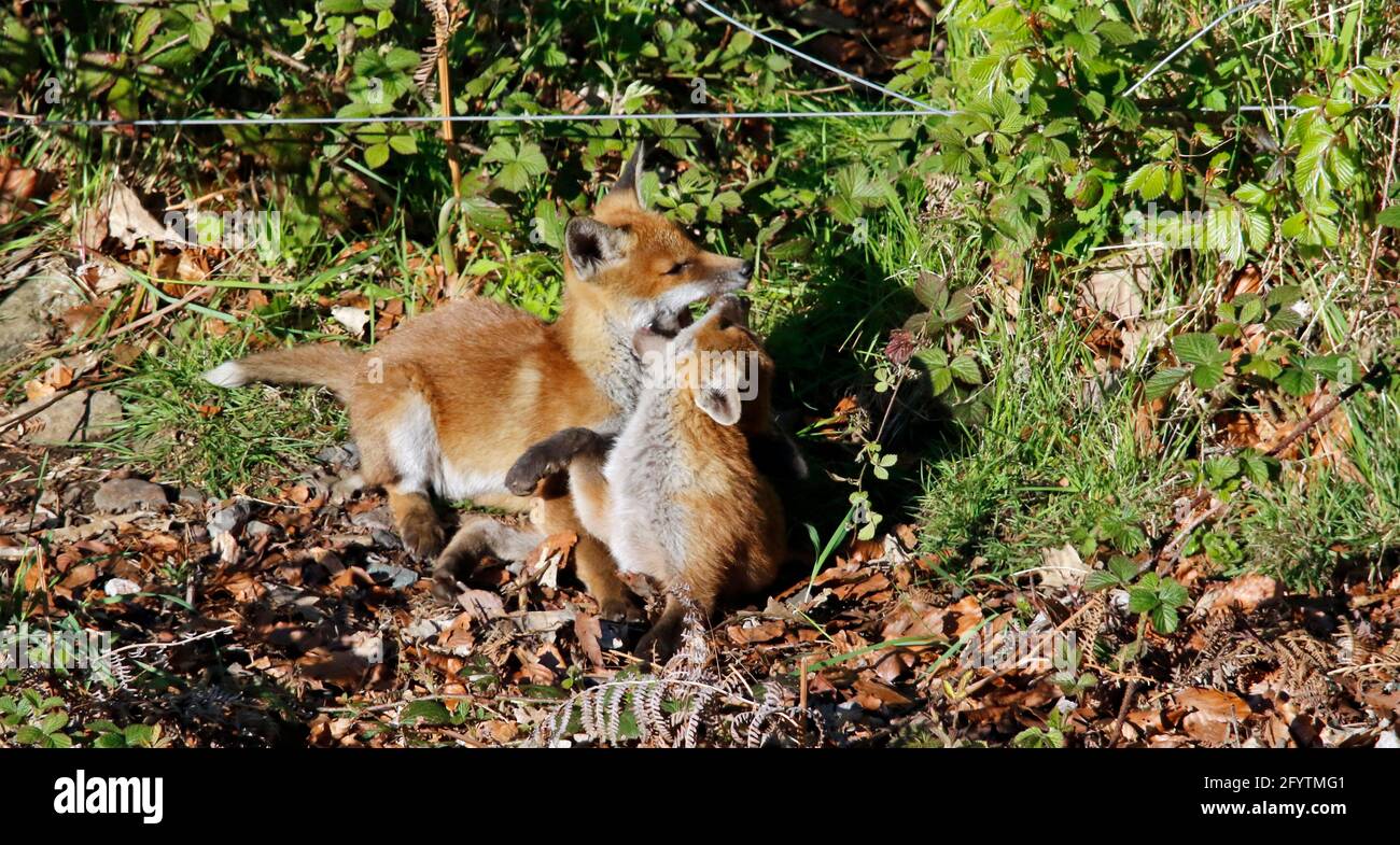Red fox cubs den hi-res stock photography and images - Alamy