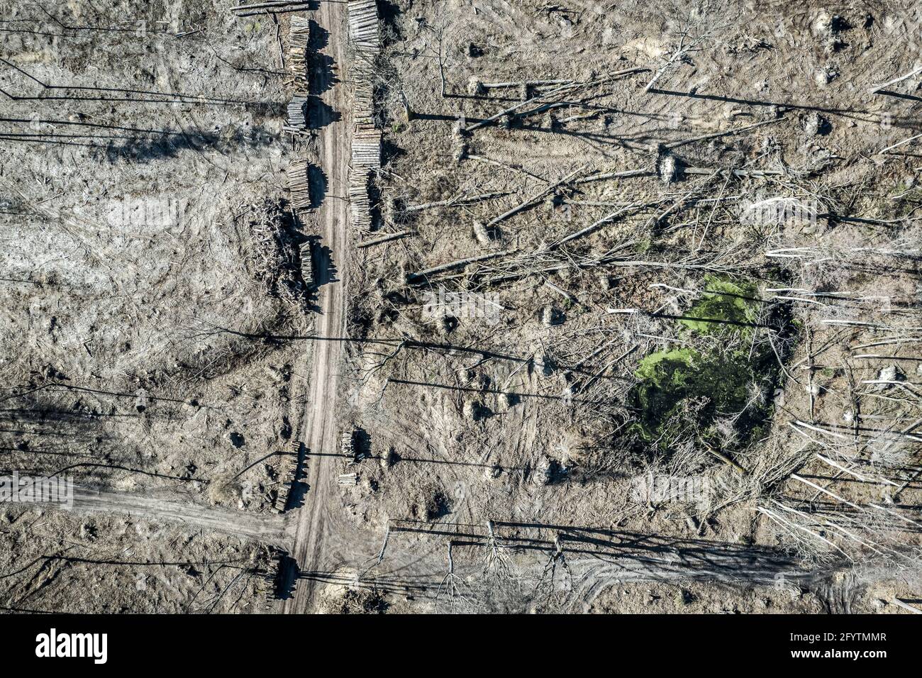 Terrible deforestation in Poland. Logging and environmental destruction ...