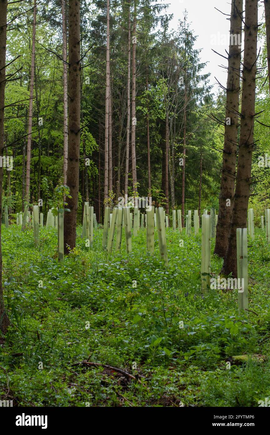 Young trees in tubes hi-res stock photography and images - Alamy