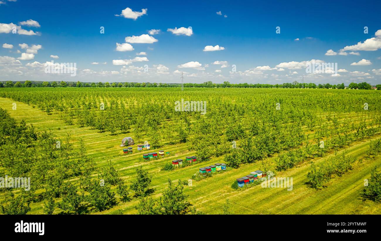 Beehives and orchard with fruit trees. Aerial view of agriculture ...
