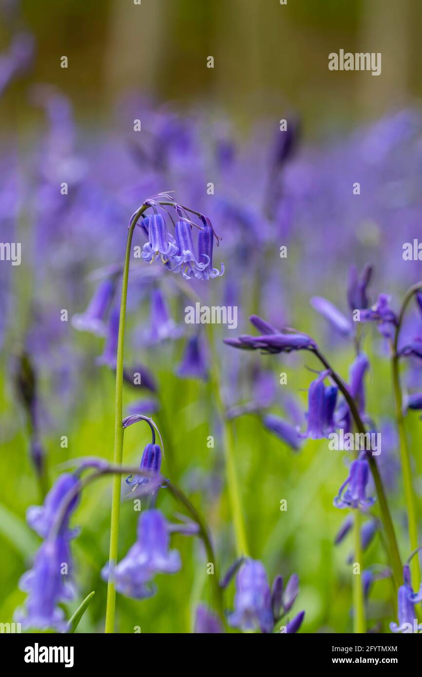 Goblin comb blue bells Stock Photo - Alamy