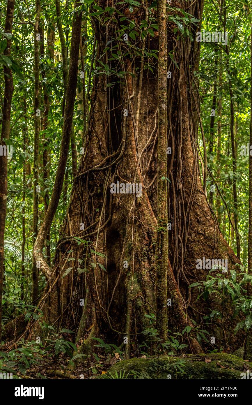 A vertical shot of a giant tree in a bright green jungle with leaves ...