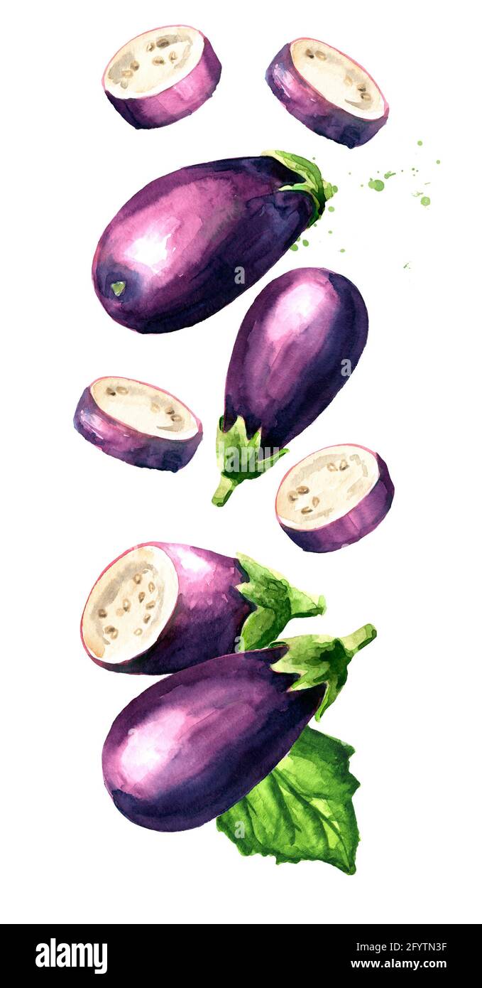Falling ripe whole and cut Eggplant. Hand drawn watercolor illustration ...
