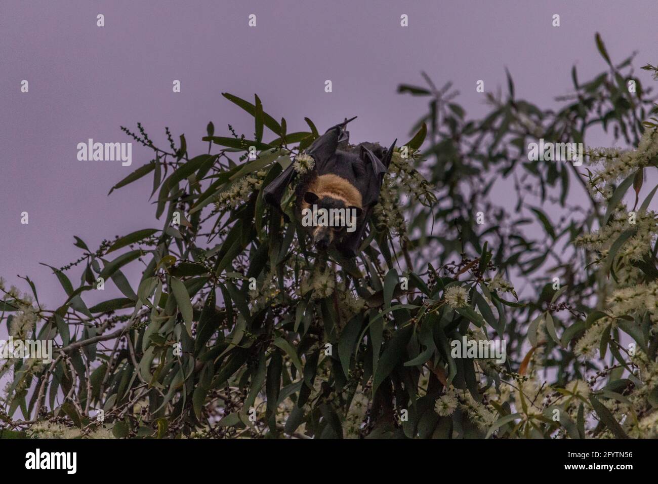 A cute little bat looking at the camera with folded wings on a tree at ...