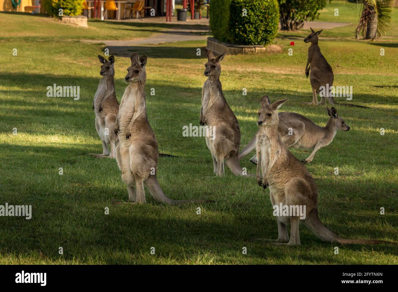 A group of cute kangaroos in a zoo standing in the same pose on a field ...