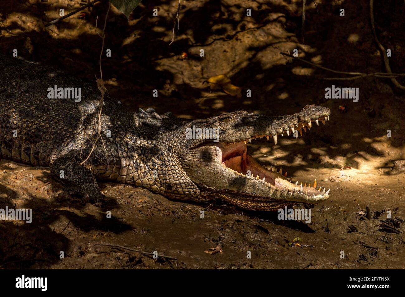 A scary crocodile with open jaws under the shade, revealing dangerous ...