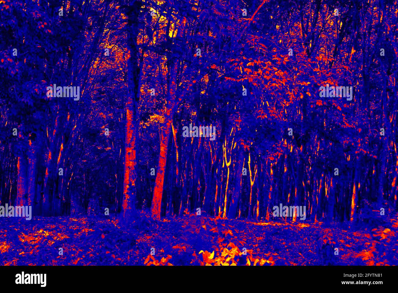 Forest on summer day. Sunlight penetrates grove and warms leaves ...