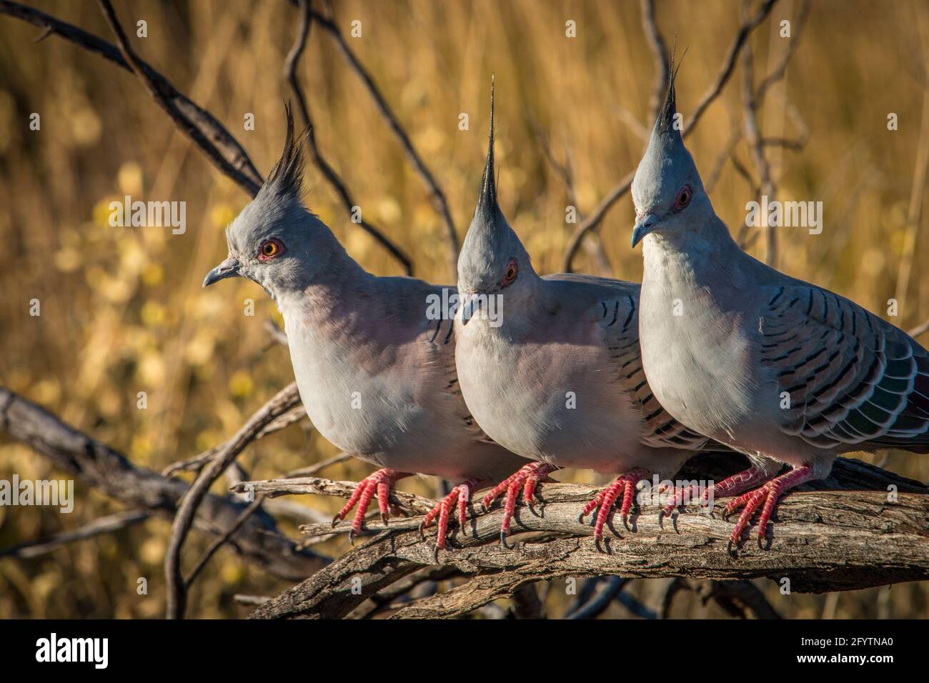 A trio of Australian crested pigeons standing in a line on a twisted ...