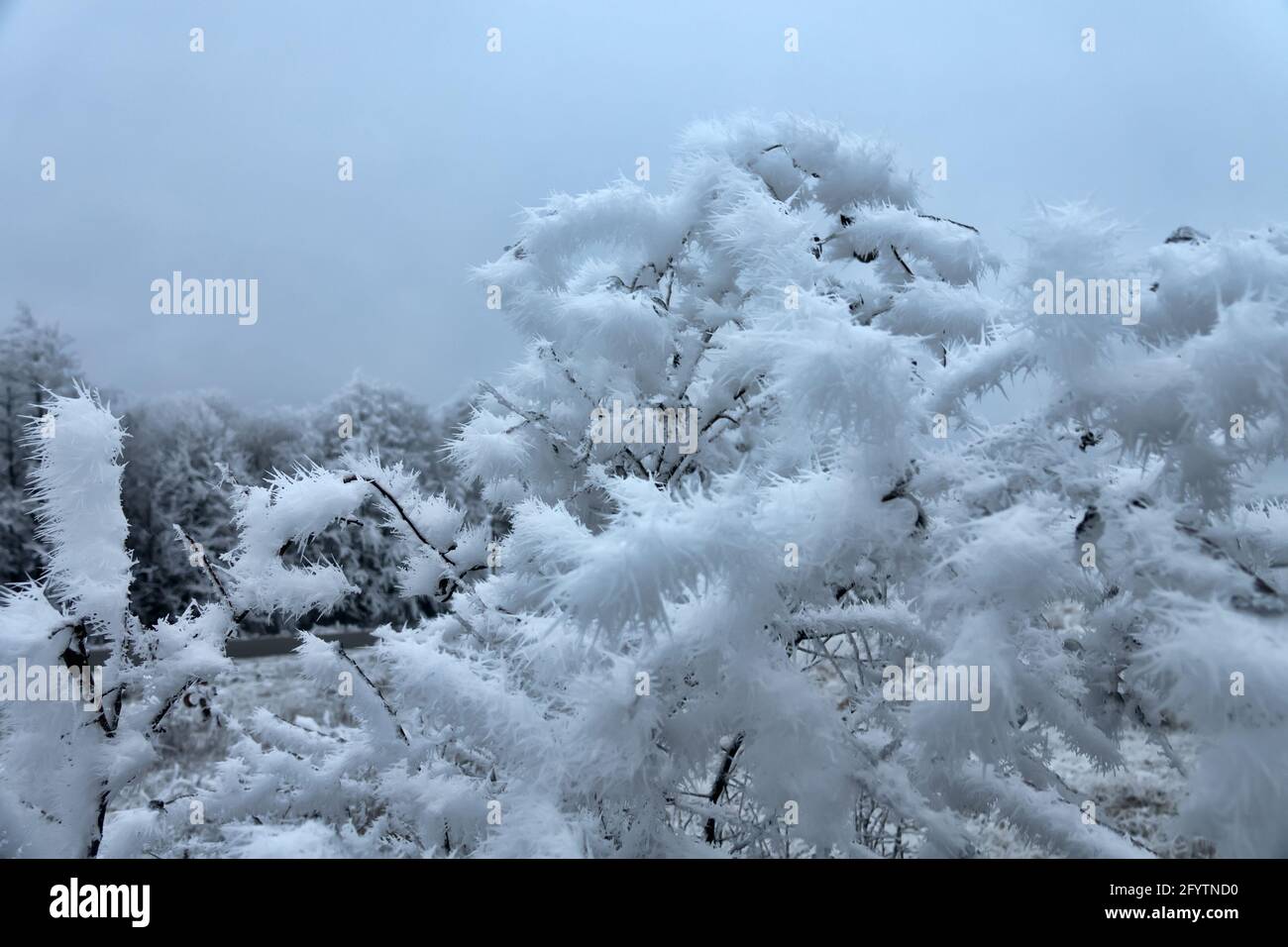 White frost (rime) on the branches of the tree is exquisite in the ...