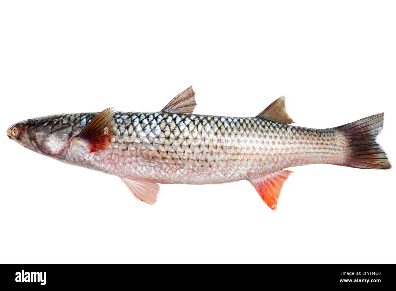 Red-finned mullet (Mugil soiui). This fish lives in Eurasia. Isolated ...