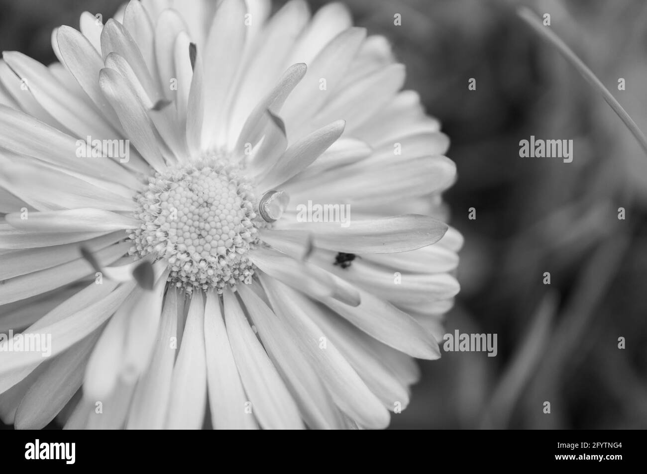 On a daisy flower Black and White Stock Photos & Images - Alamy
