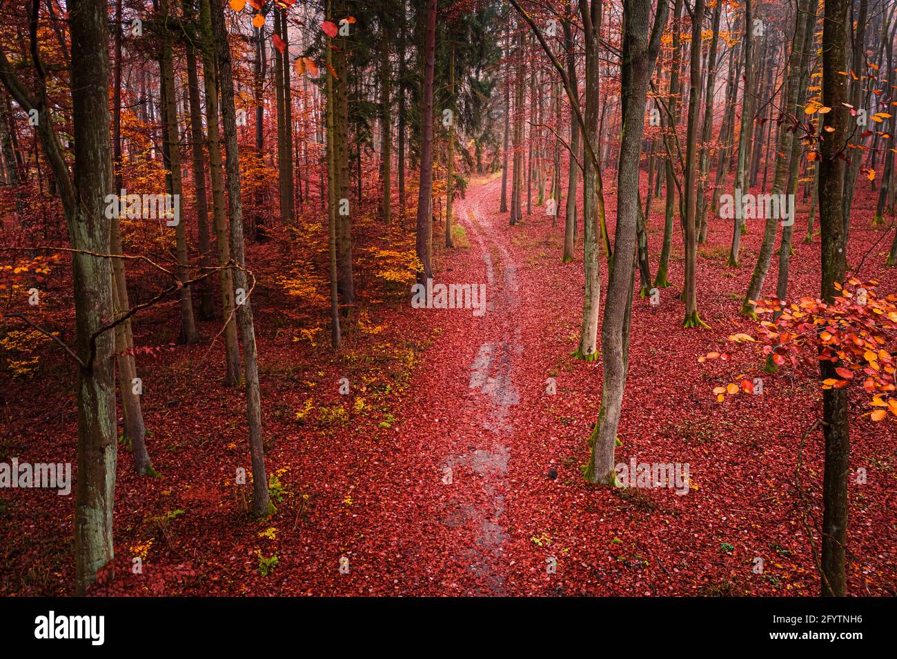 Footpath through autumn forest. Aerial view of wildlife in Poland. Nature in Europe Stock Photo ...