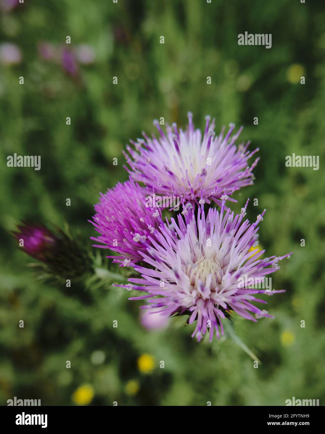 A vertical shot of a triplet of milk thistle flowers against a blurred ...