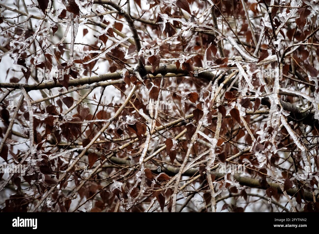 After the freezing rain (glazed rain Stock Photo - Alamy