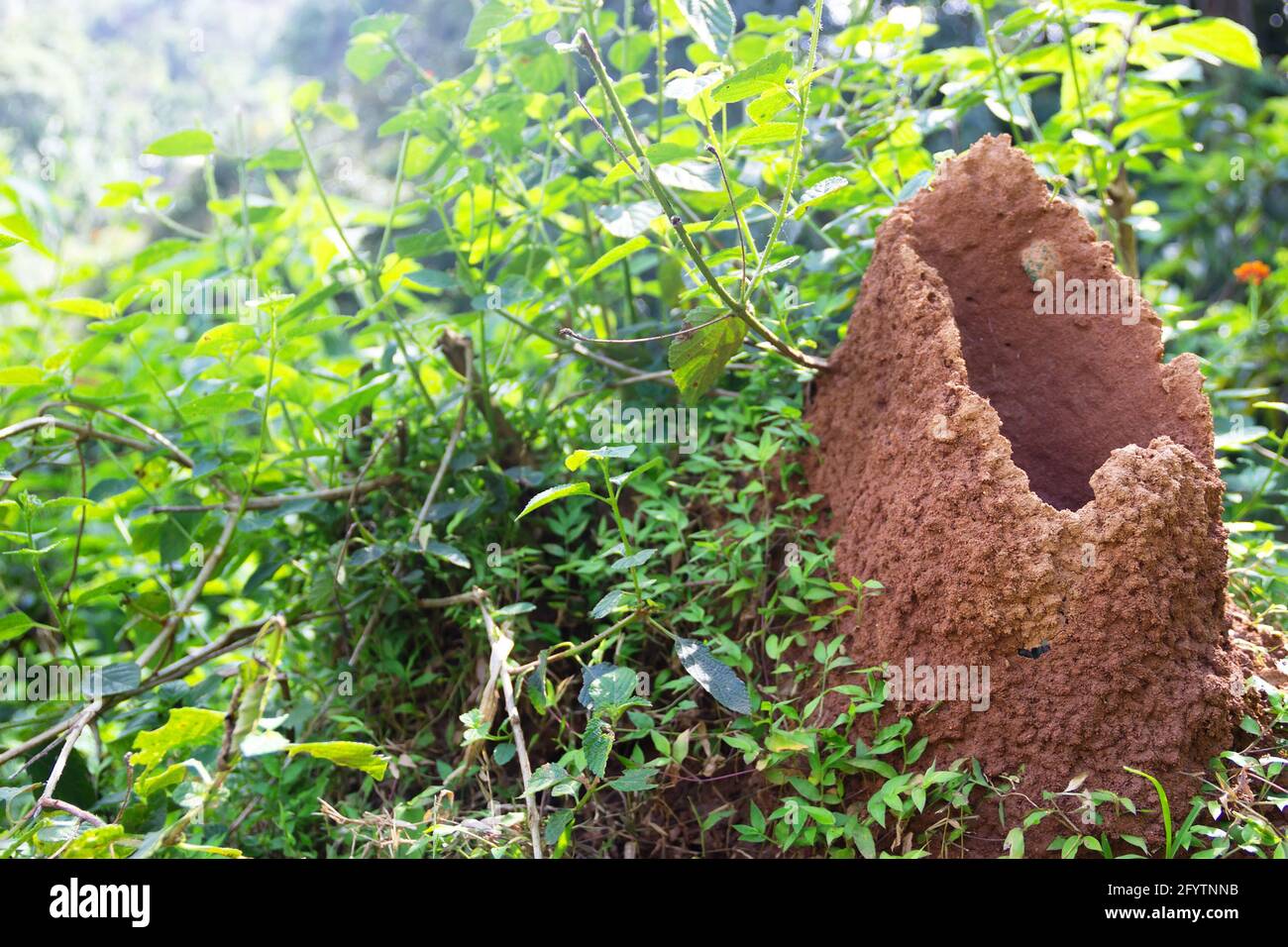 Rain forest termite hi-res stock photography and images - Alamy