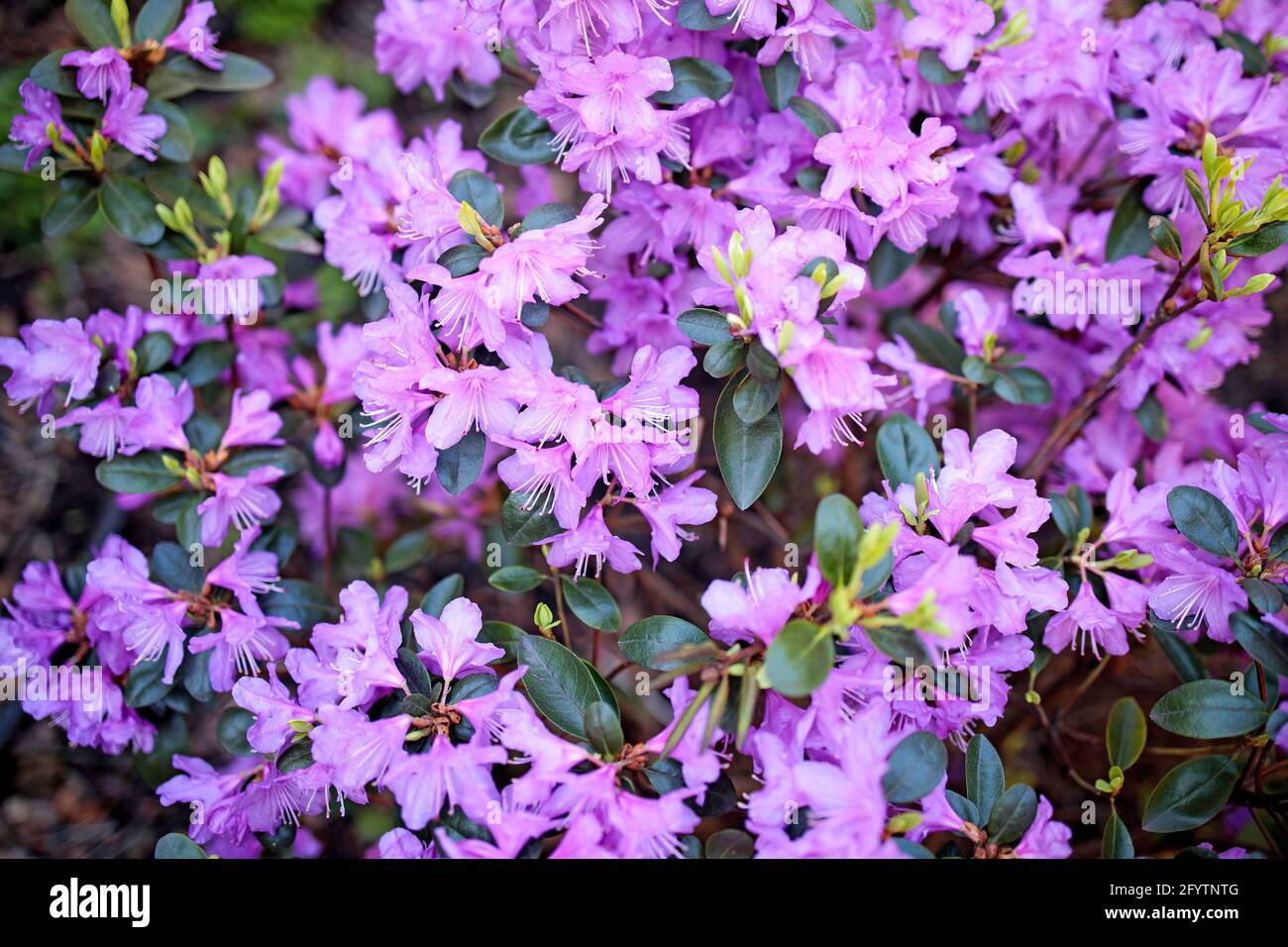Haaga rhododendron park hi-res stock photography and images - Alamy