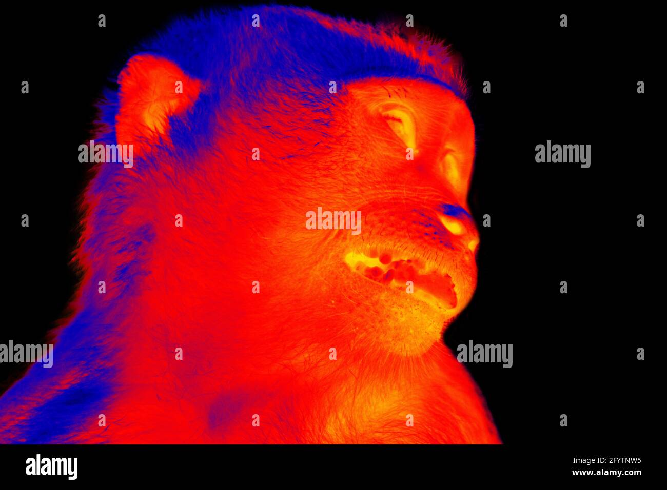 Rhesus monkeys in black background. Scanning the animal's body ...