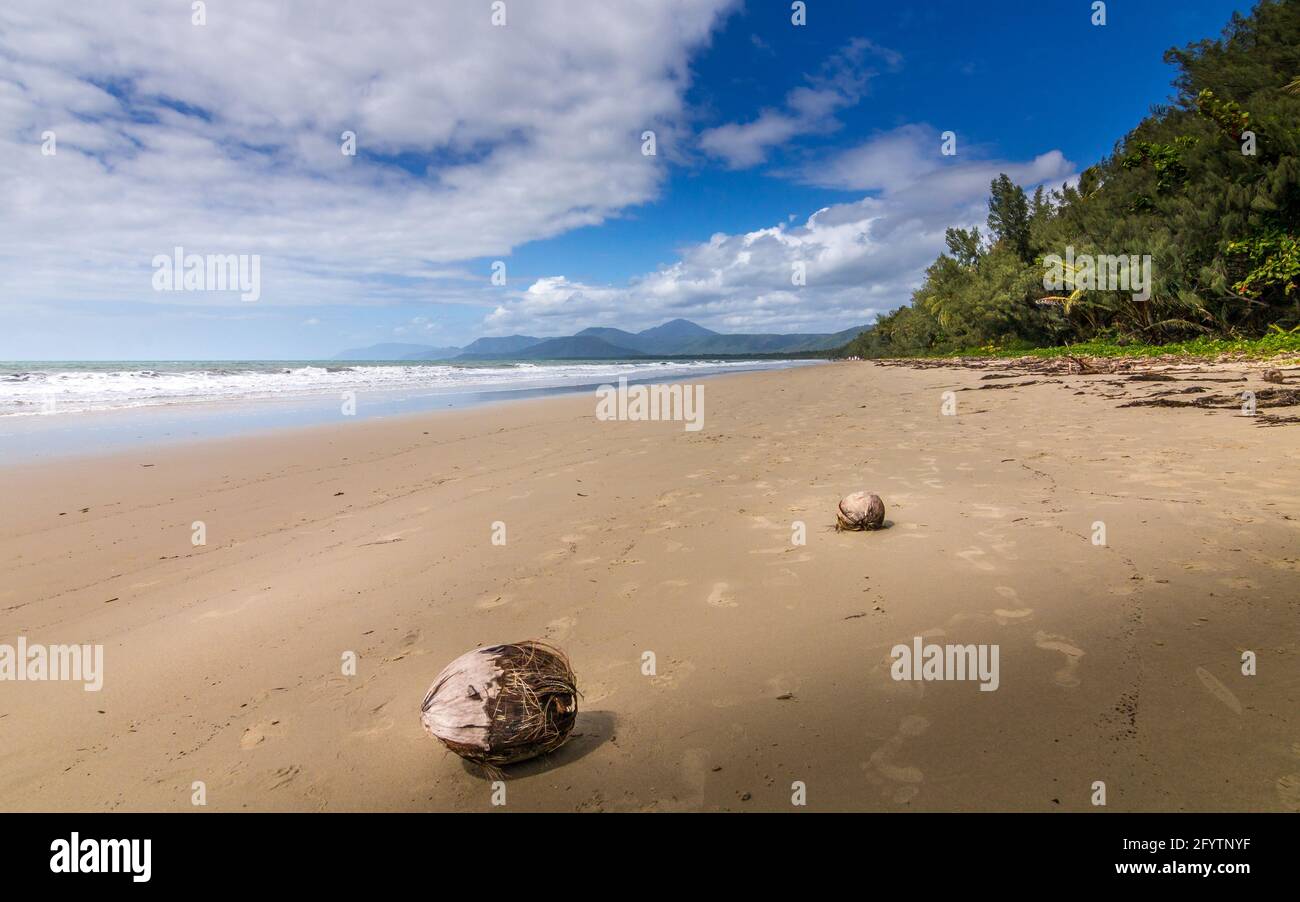 A sunny tropical beach with two coconuts on the sandy ground with some ...
