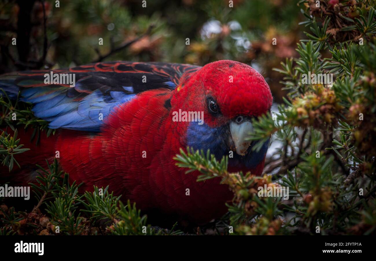 A closeup of a crimson rosella parrot looking curiously at leaves on ...