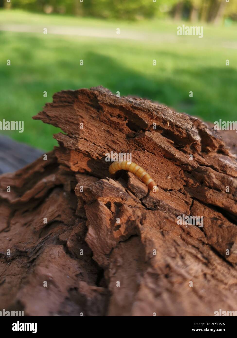 A red flat bark beetle Larva on a bark of a tree in the forest Stock ...