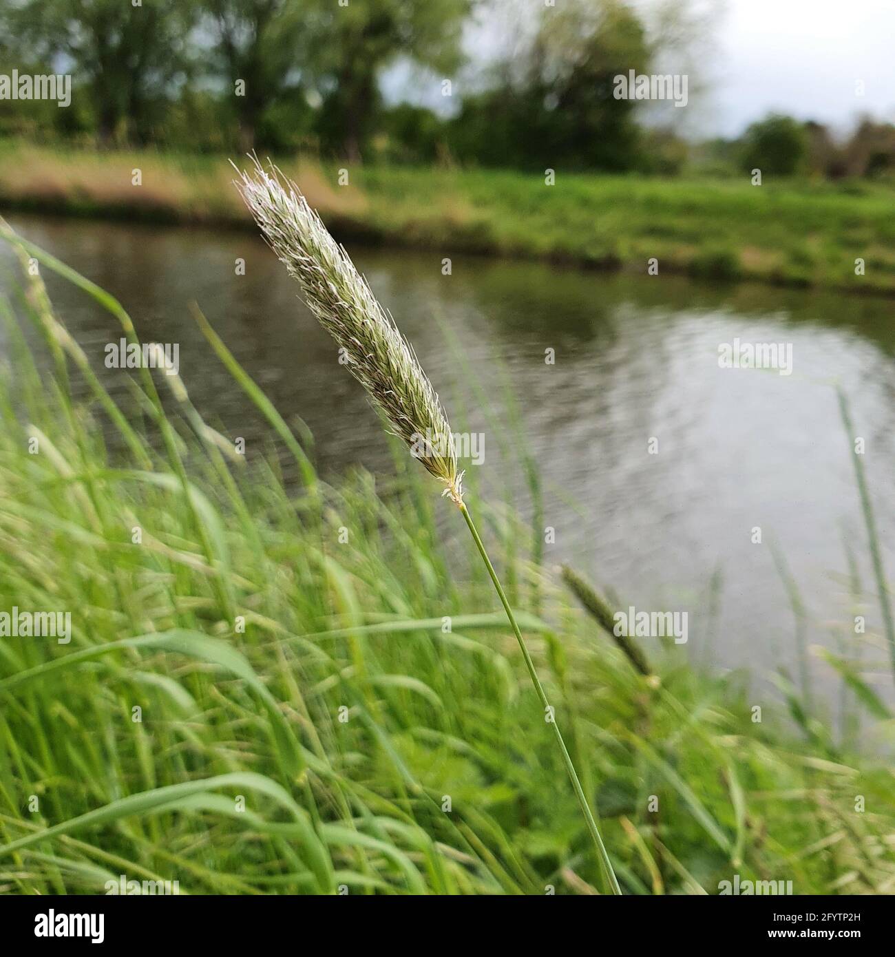 A close-up shot of the green wild plants growing on the ground around ...