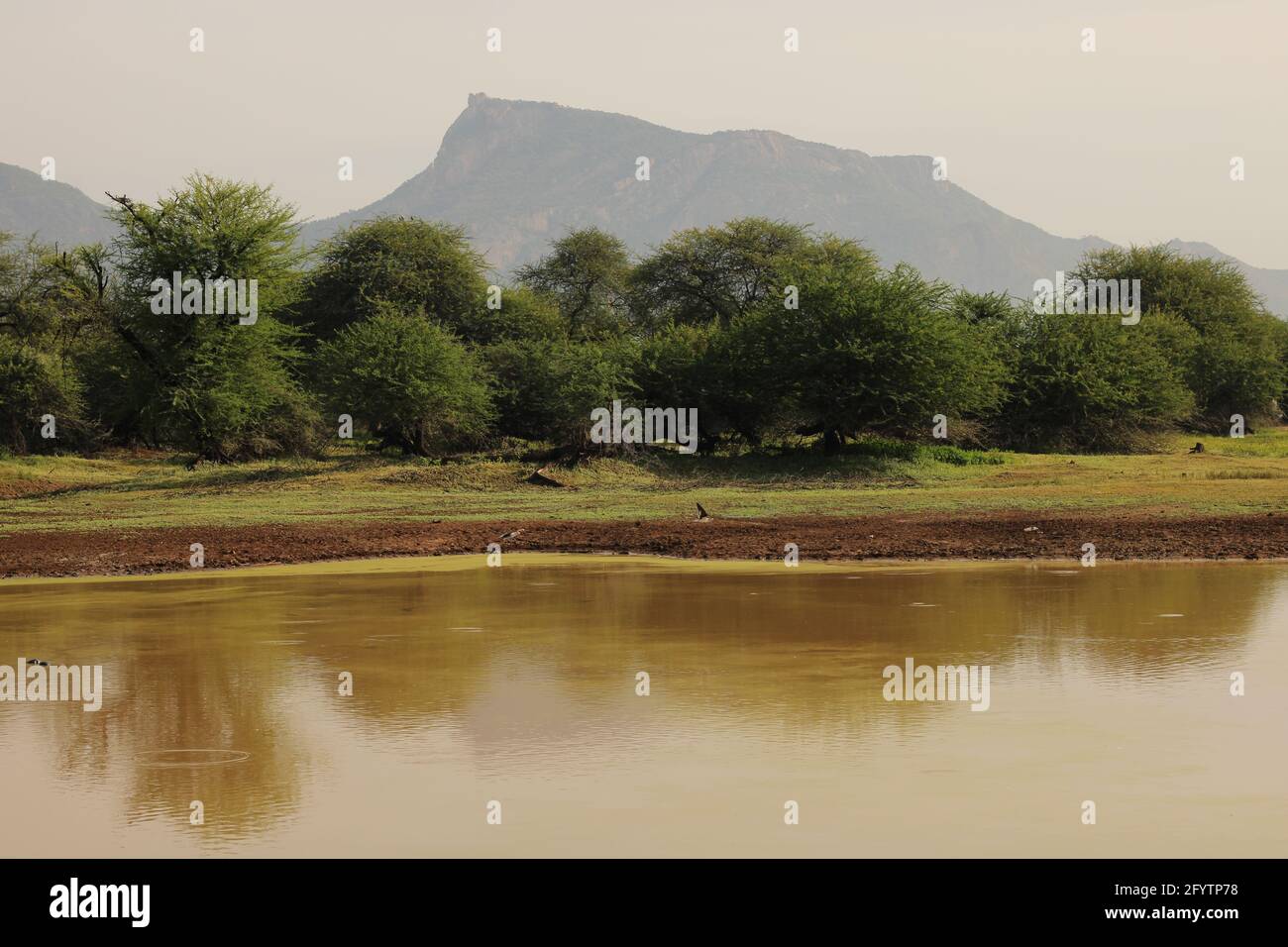 Babool tree hi-res stock photography and images - Alamy