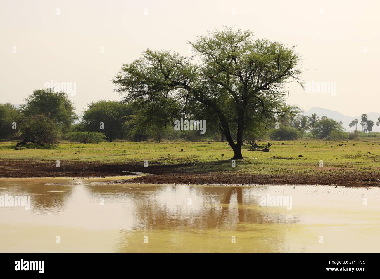 A lonely babool Prosopis tree at small tank or pond in india tamilnadu ...