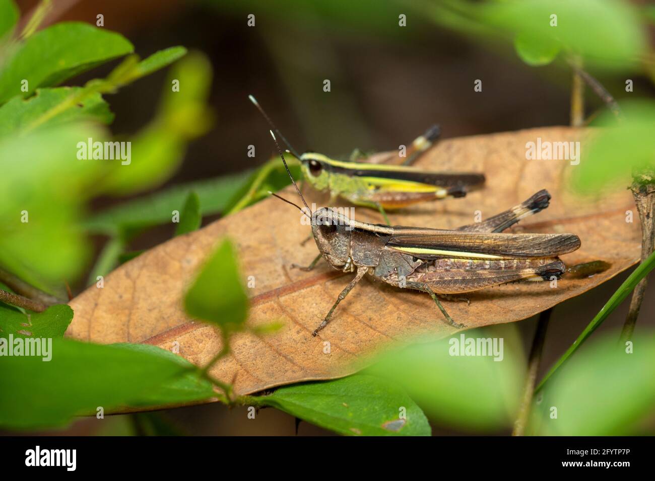 Image of sugarcane white-tipped locust grasshopper (Ceracris fasciata ...