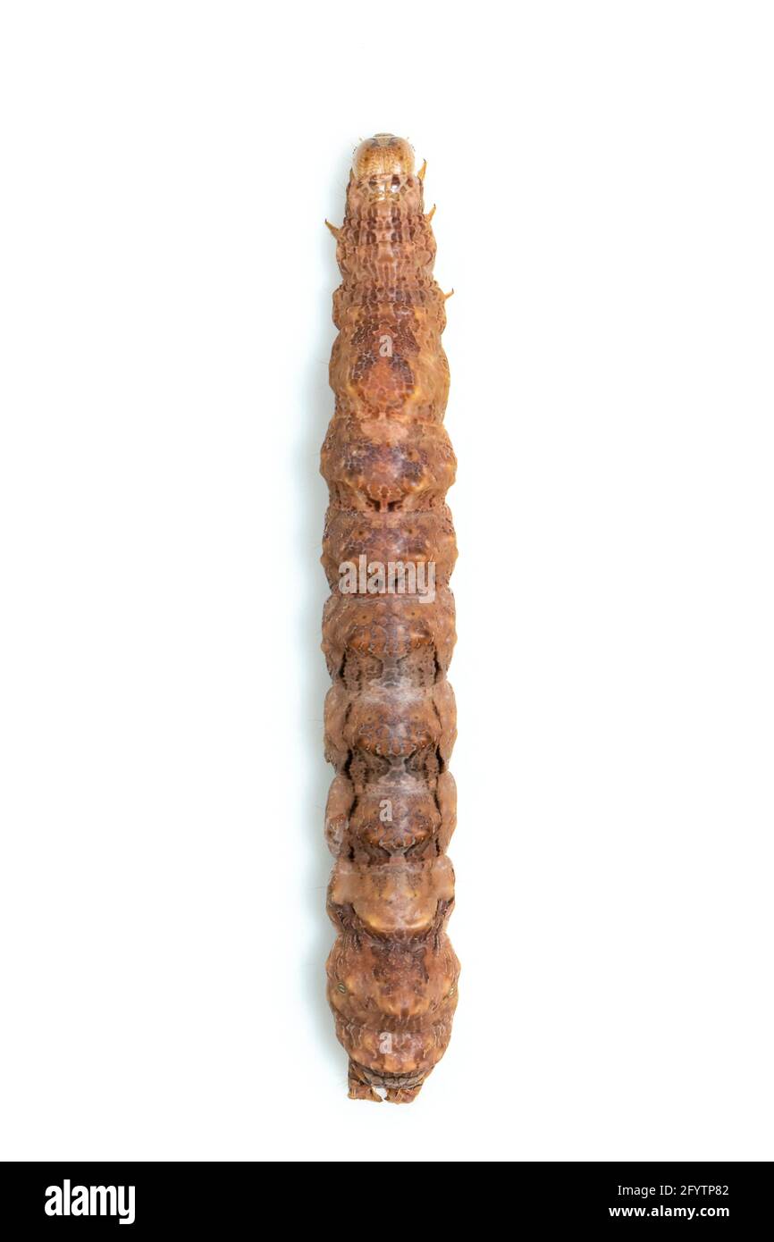 Image of brown caterpillars isolated on white background. Animal ...