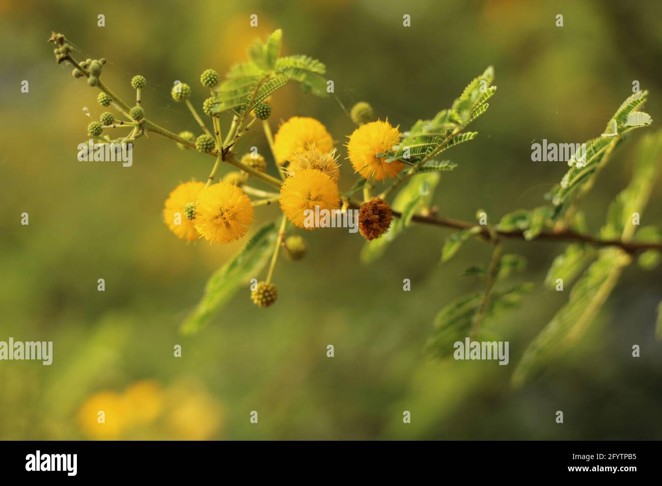 Vachellia nilotica benefits hi-res stock photography and images - Alamy