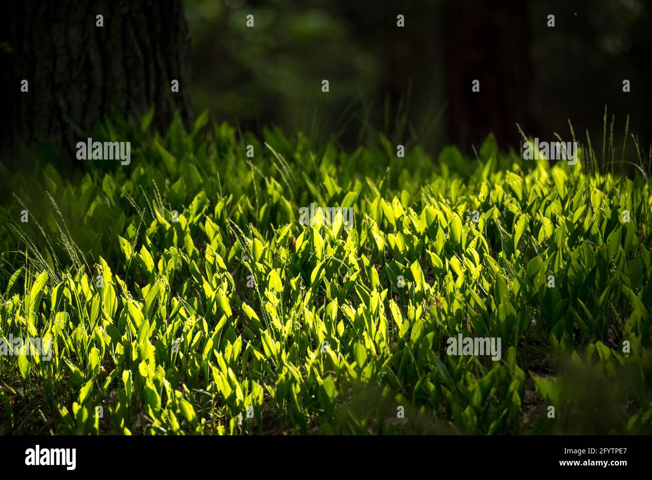 Lilies of the valley in the forest. Signs of spring in nature. Bell ...