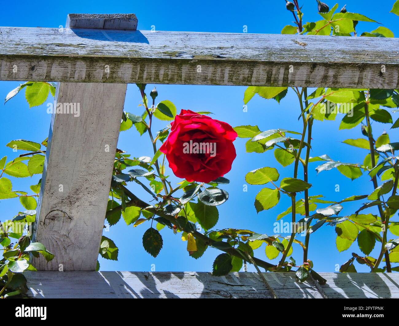 A low-angle shot of a beautiful red rose and its leaves growing in the ...