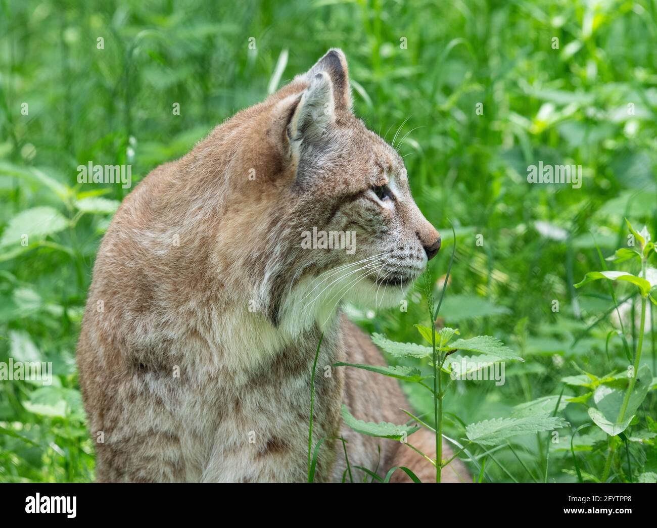 lynx in the grass Stock Photo - Alamy