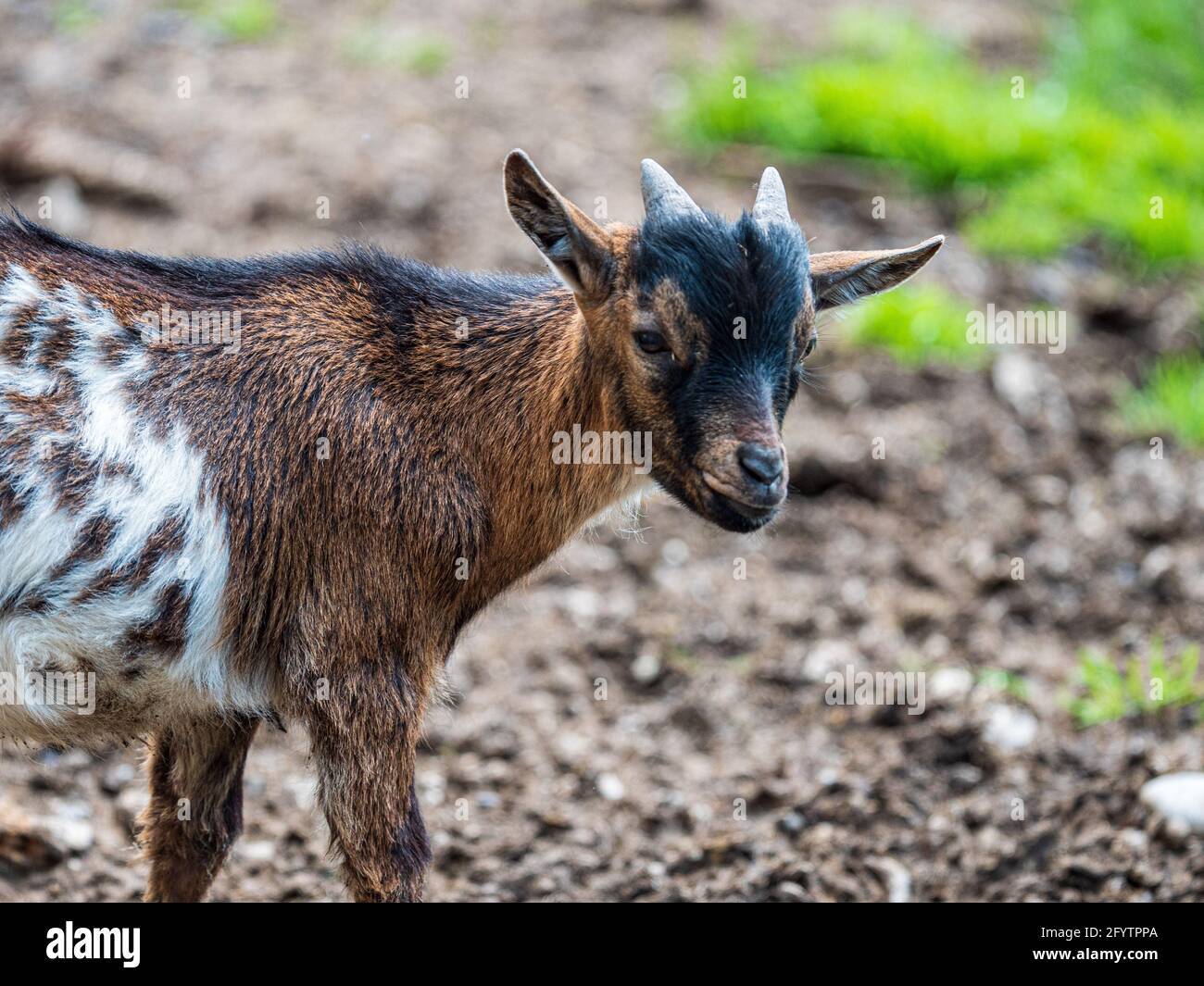 portrait of a goat Stock Photo - Alamy