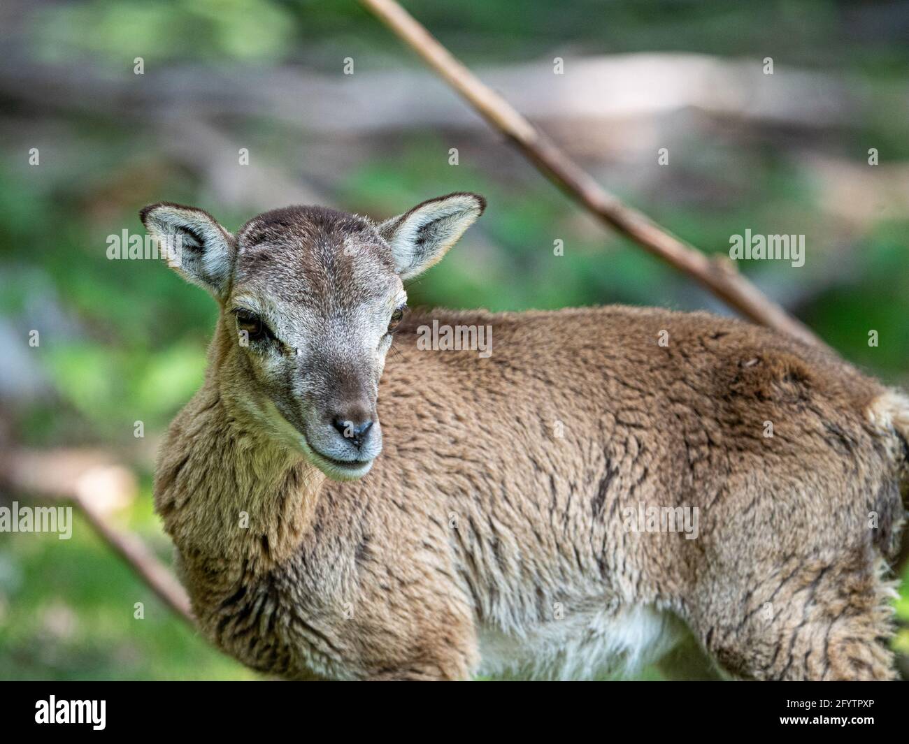 deer in the forest Stock Photo - Alamy