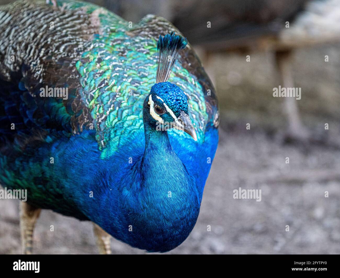 Peacock nest hi-res stock photography and images - Alamy