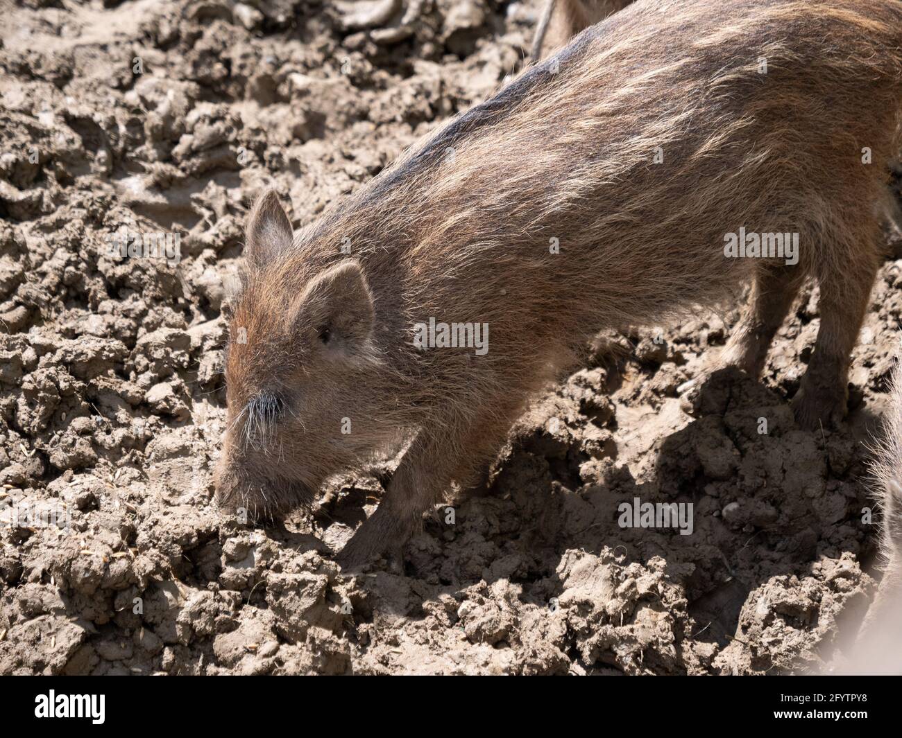 wild pig in the woods Stock Photo - Alamy