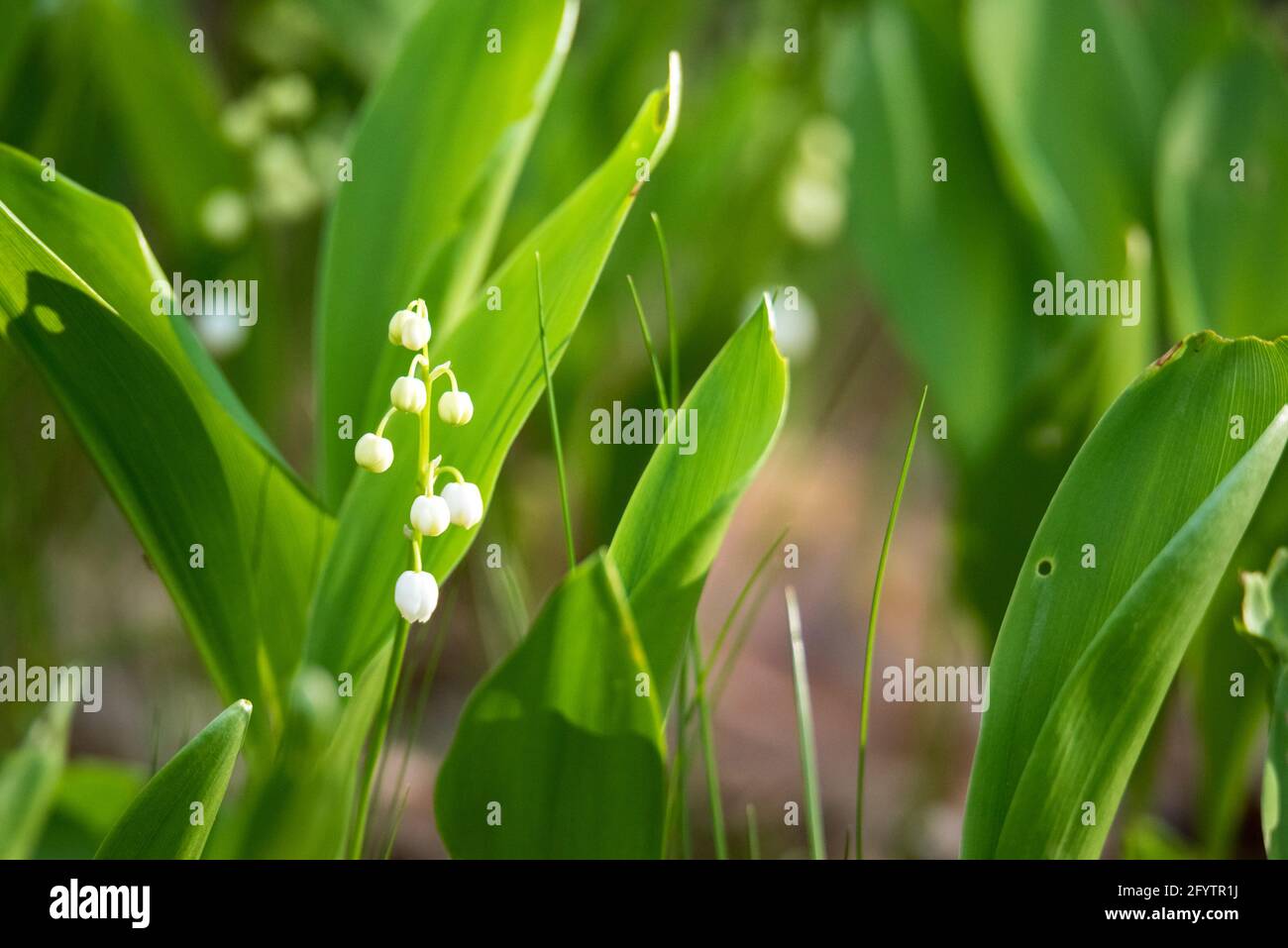 Lilies of the valley in the forest. Signs of spring in nature. Bell ...