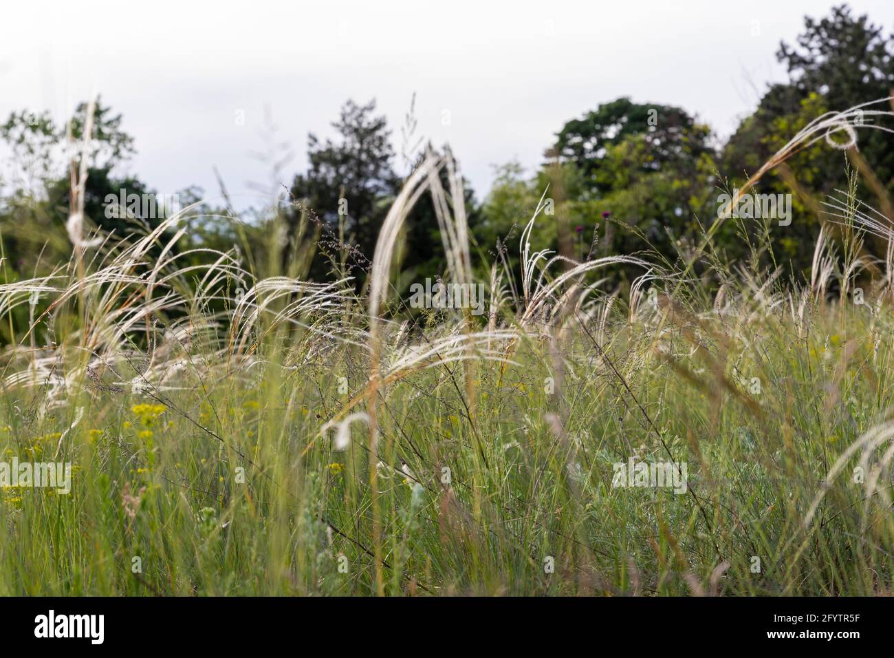Green fields and meadows in the forest Stock Photo - Alamy