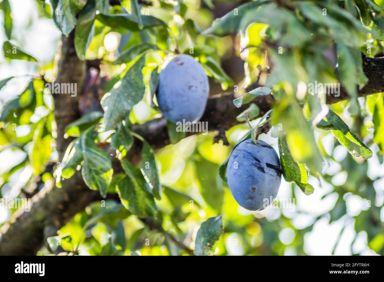 Fruits ripe plum on branches of a tree Stock Photo - Alamy