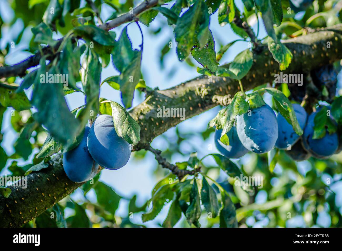 Fruits ripe plum on branches of a tree Stock Photo - Alamy