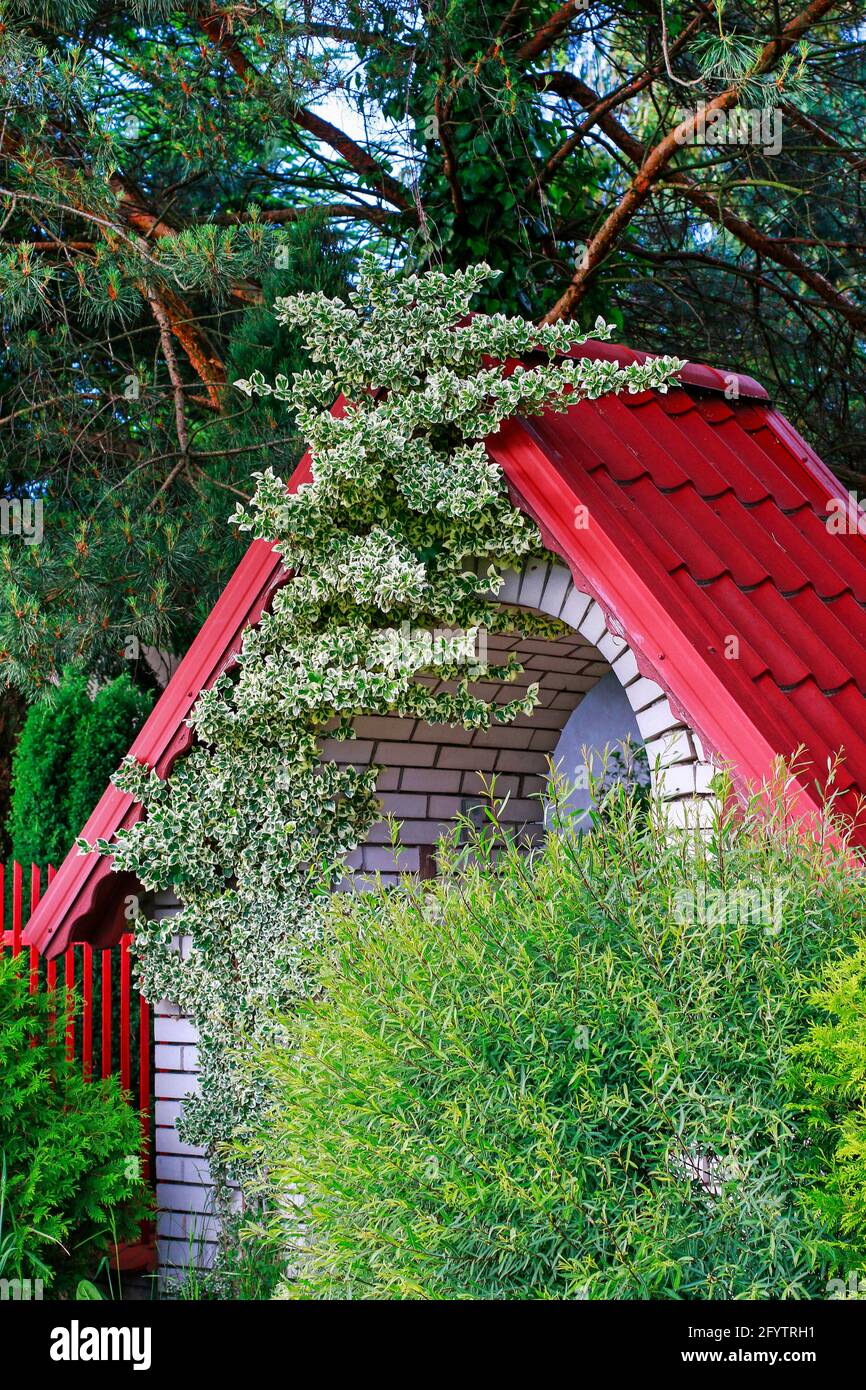 Wintercreeper Colorado