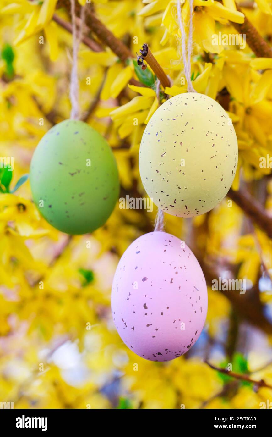 Colorful easter eggs hanging on the forsythia shrub in the garden ...