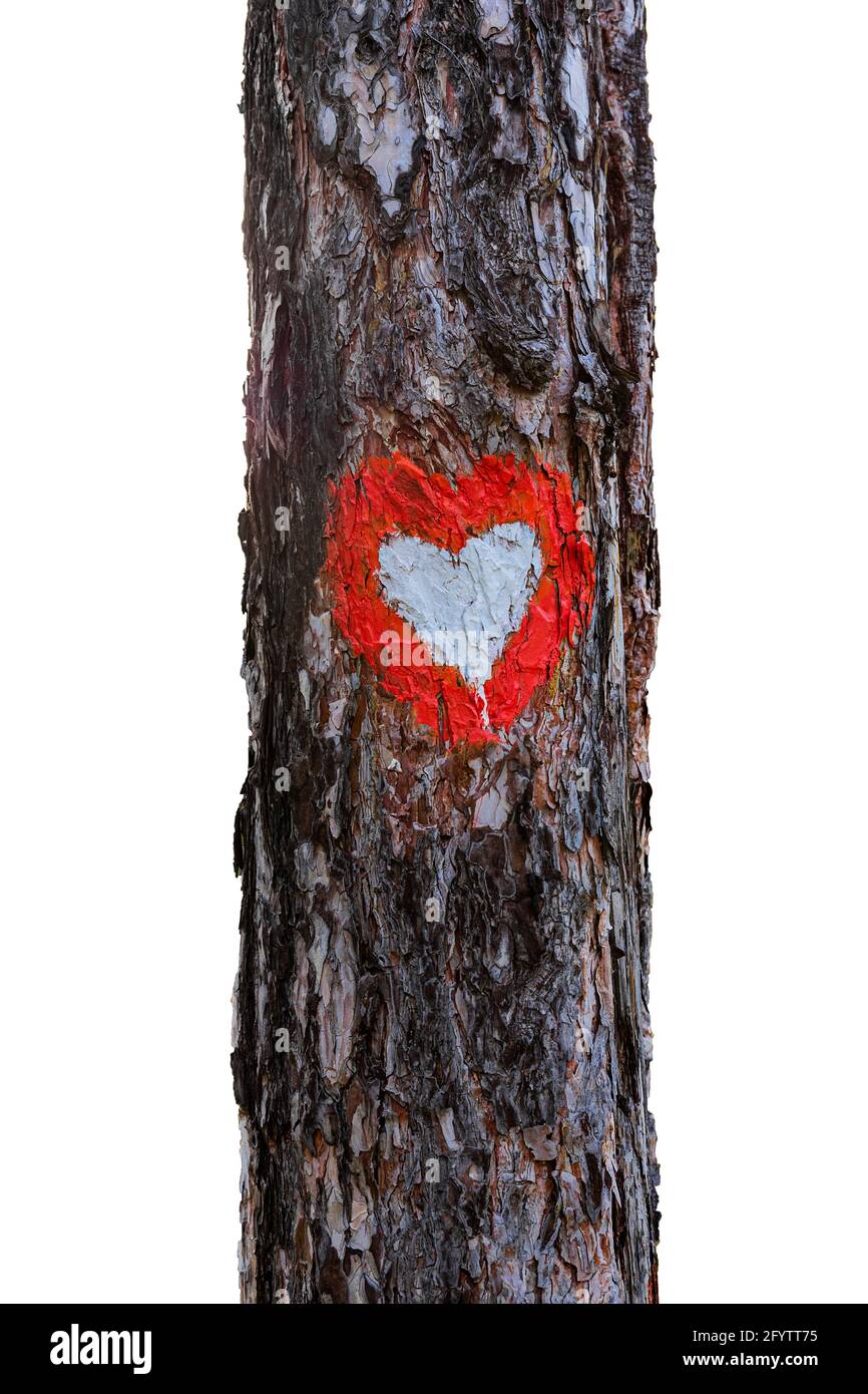 Tree trunk with heart symbol isolated on white background Stock Photo ...