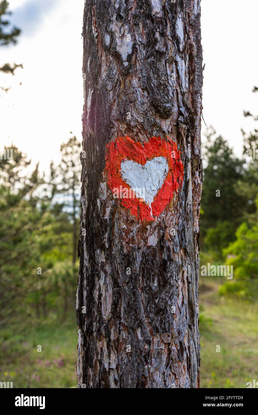 Tree trunk in the woods with Heart sign on it. Hiking trail marker ...