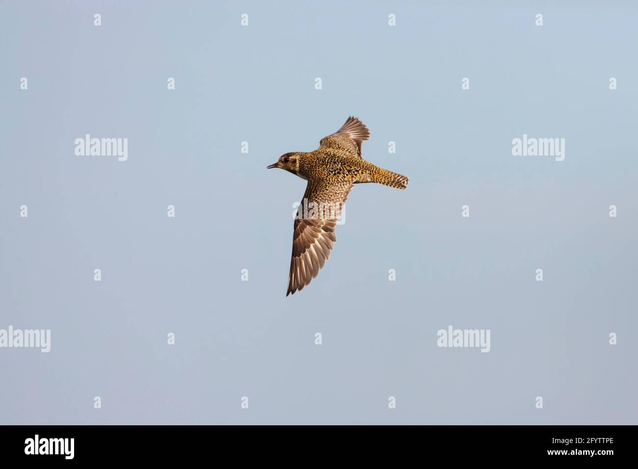 Plover in flight hi-res stock photography and images - Alamy